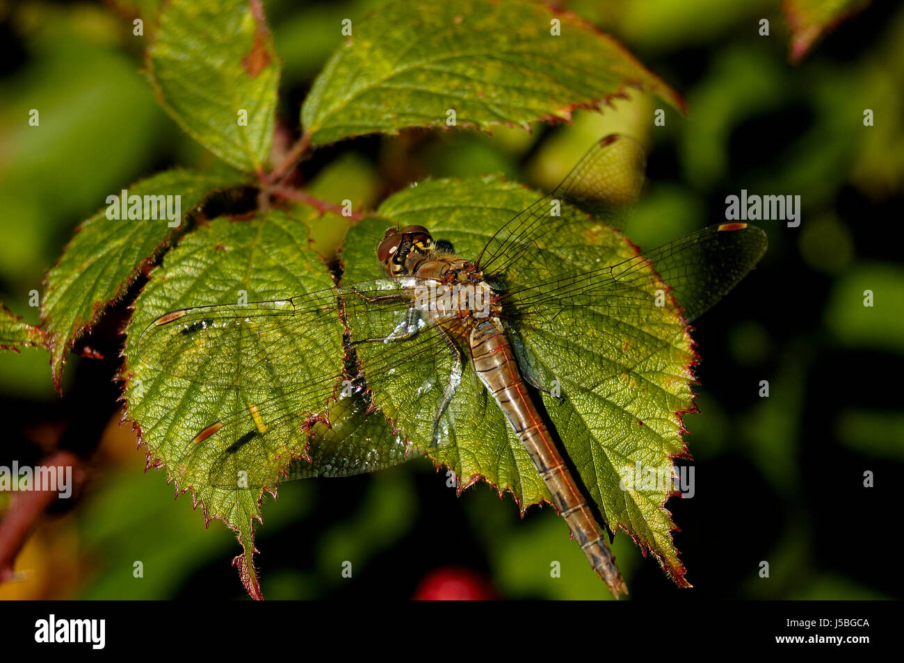 Helicopter insects hi-res stock photography and images - Alamy