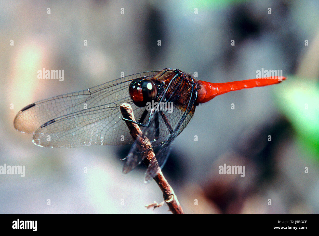 insect stream dragonfly water lily aquatic plant fresh water pond water ...