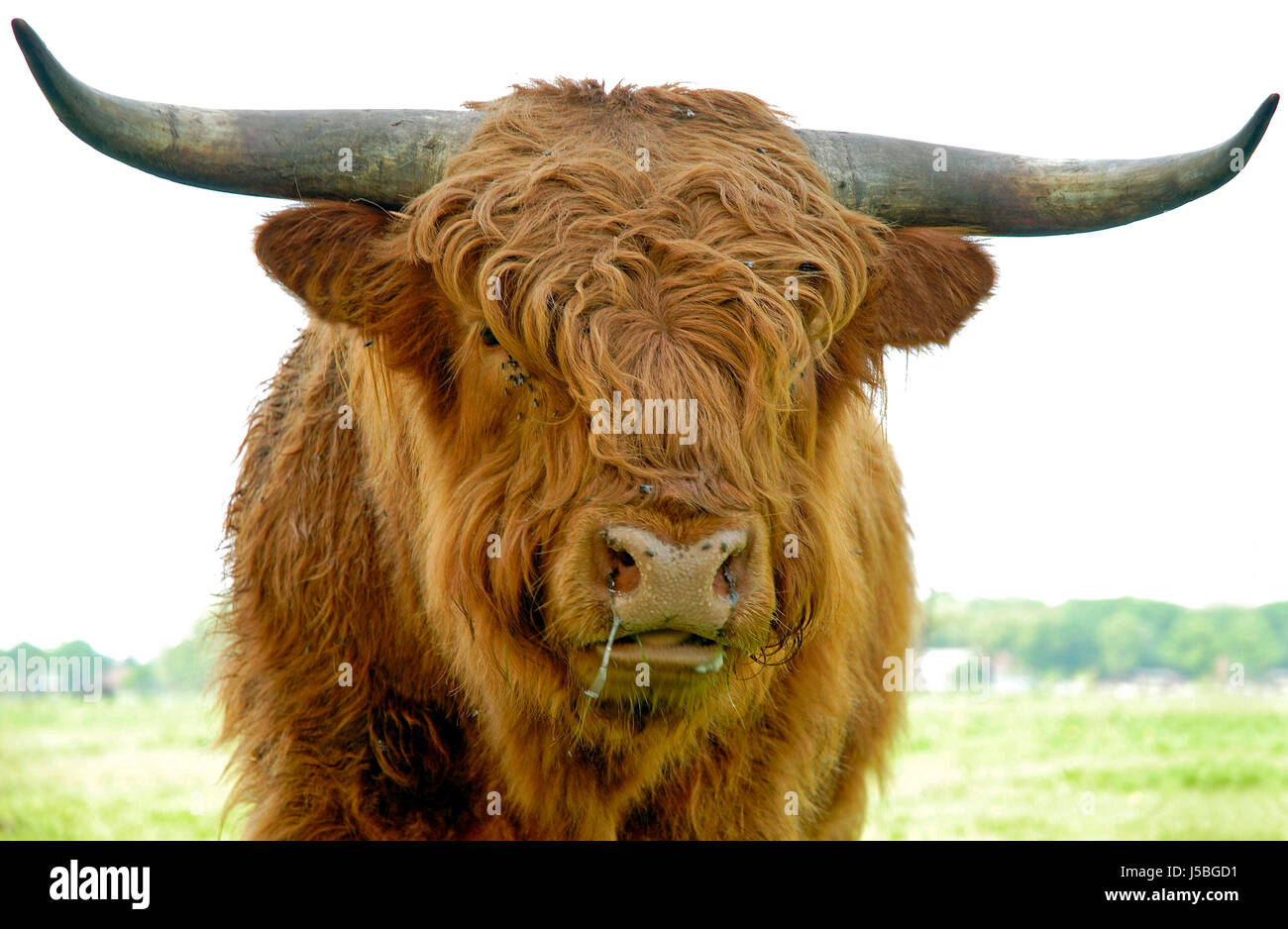 brown brownish brunette horn skin cornets bovine bremen willow ...