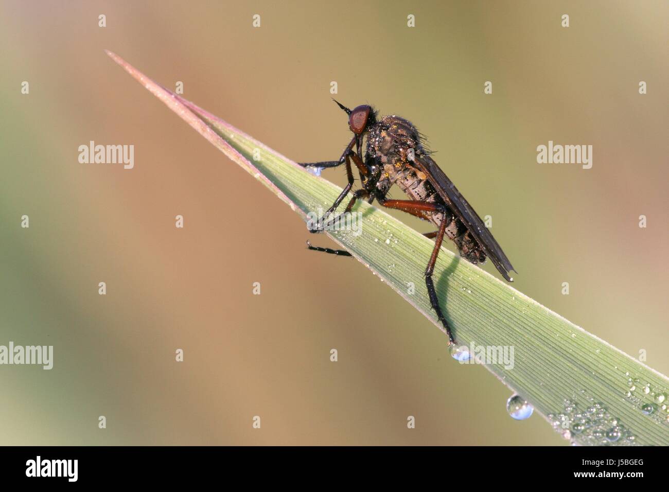 dance fly 3 Stock Photo - Alamy