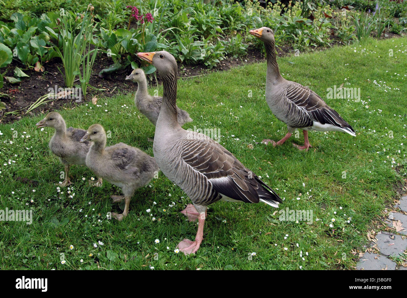 bird animals birds waterfowls waterfowl goose migrant birds of passage ...