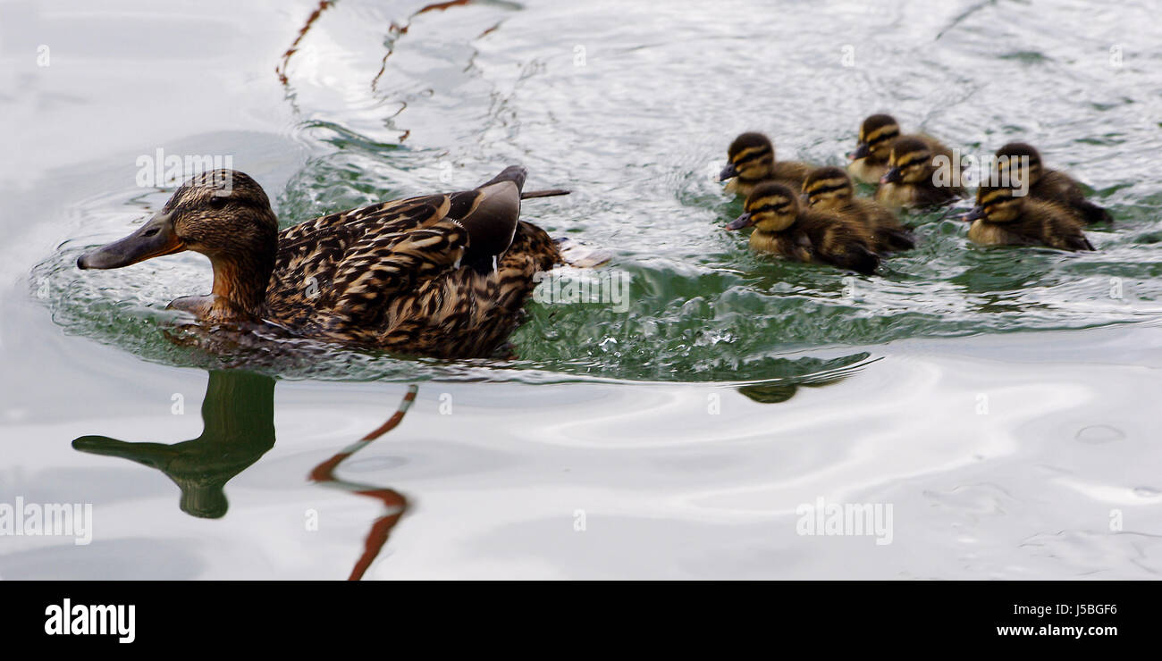 park animal green location shot spring beak breeding offspring ...