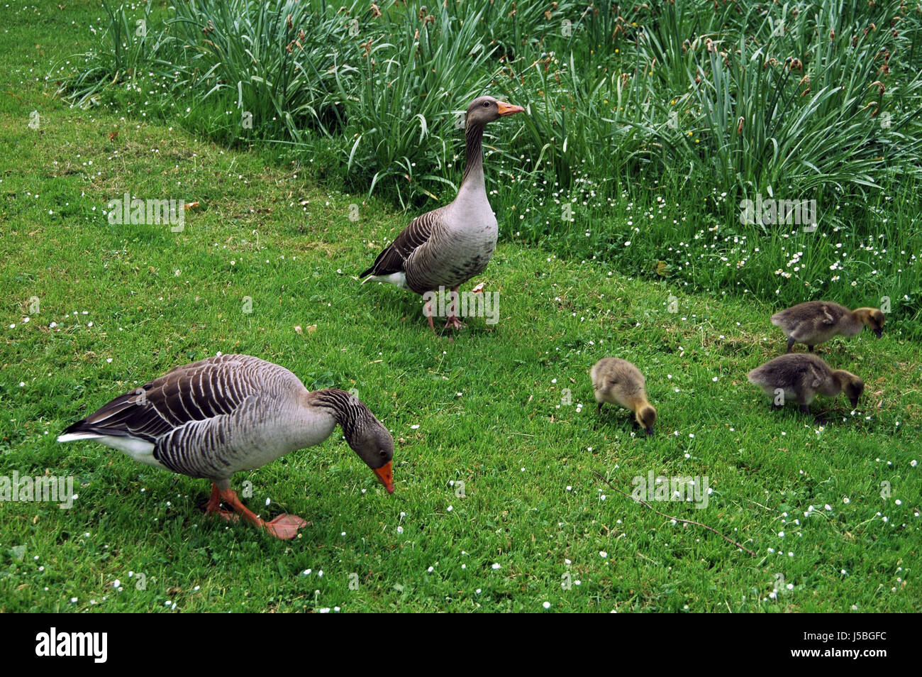 bird animals birds waterfowls waterfowl goose migrant birds of passage fresh Stock Photo - Alamy