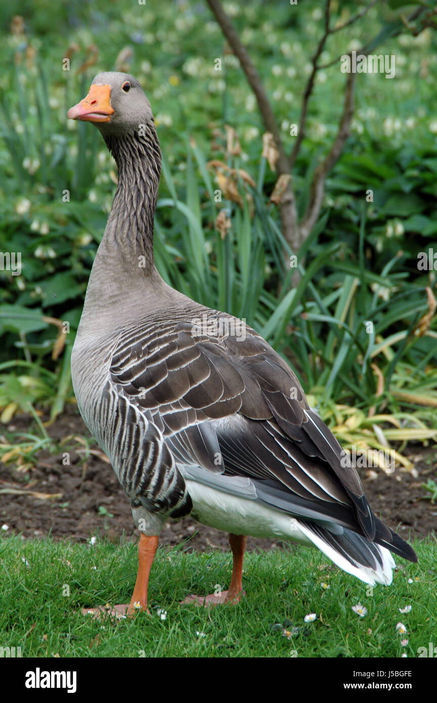 bird animals birds waterfowls waterfowl goose migrant birds of passage fresh Stock Photo - Alamy