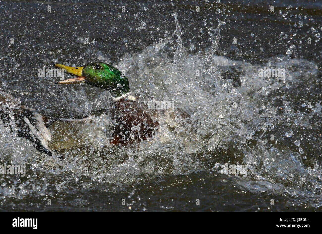 mallard in action Stock Photo - Alamy