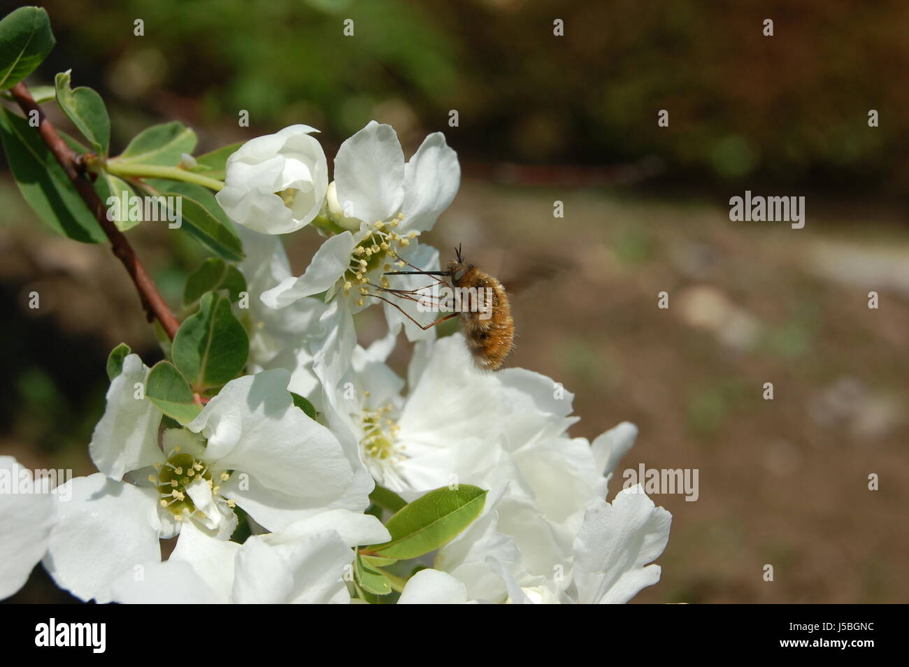 exochorda macrantha the bride Stock Photo - Alamy