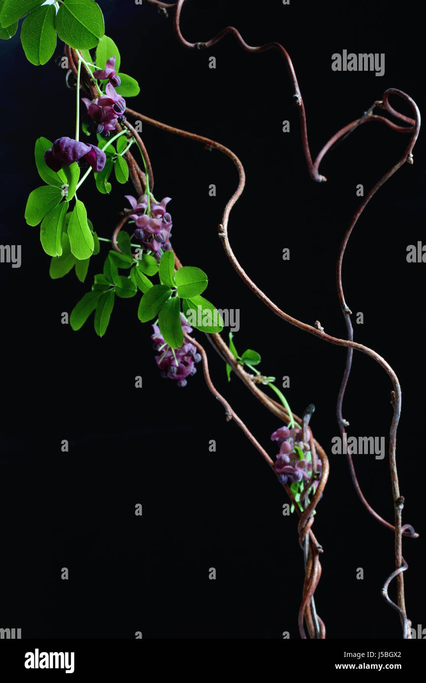 green bloom blossom flourish flourishing cirrus leaves purple climbing ...