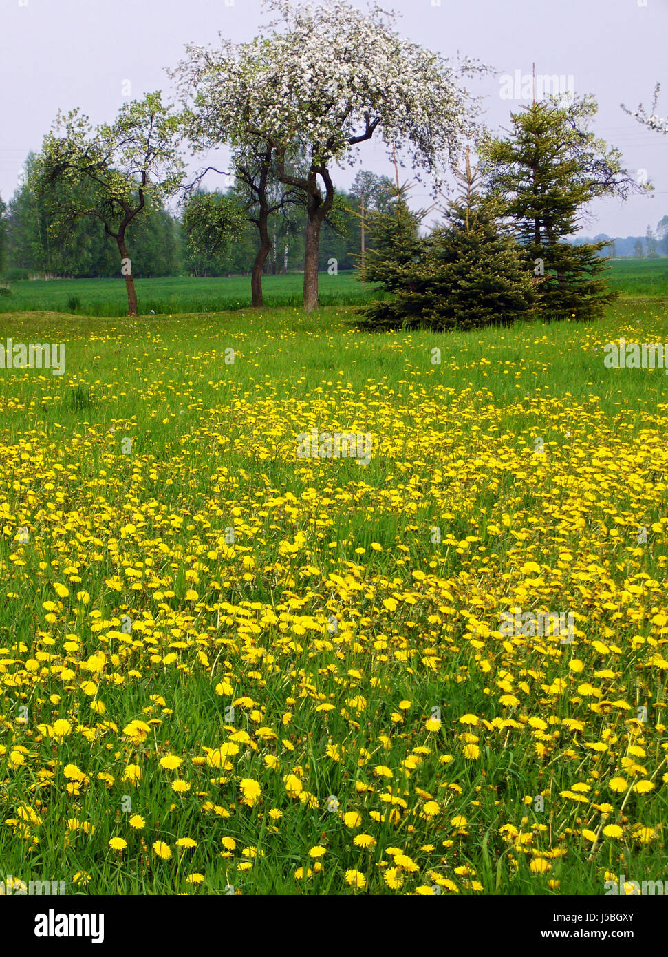blue tree green summer summerly shrub dandelion vertical meadow ...
