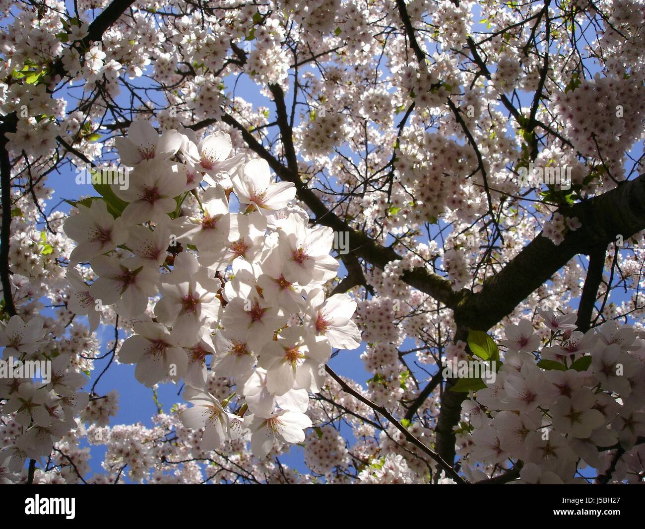 blue tree bloom blossom flourish flourishing branches spring firmament ...