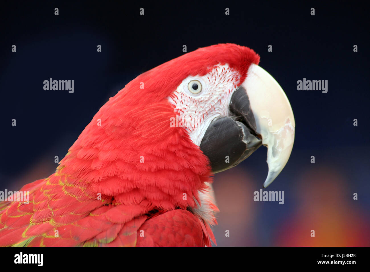 bird eye organ birds feathers beak plumage parrots beaks red ara ...
