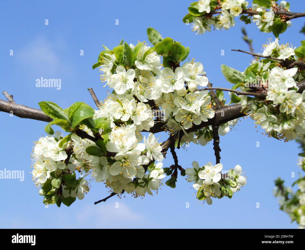 blue tree trees green bloom blossom flourish flourishing blank european ...