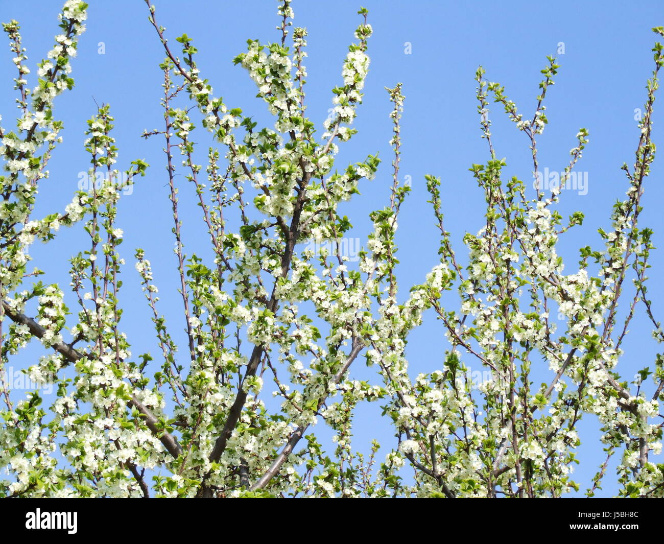 blue tree trees green bloom blossom flourish flourishing blank european ...