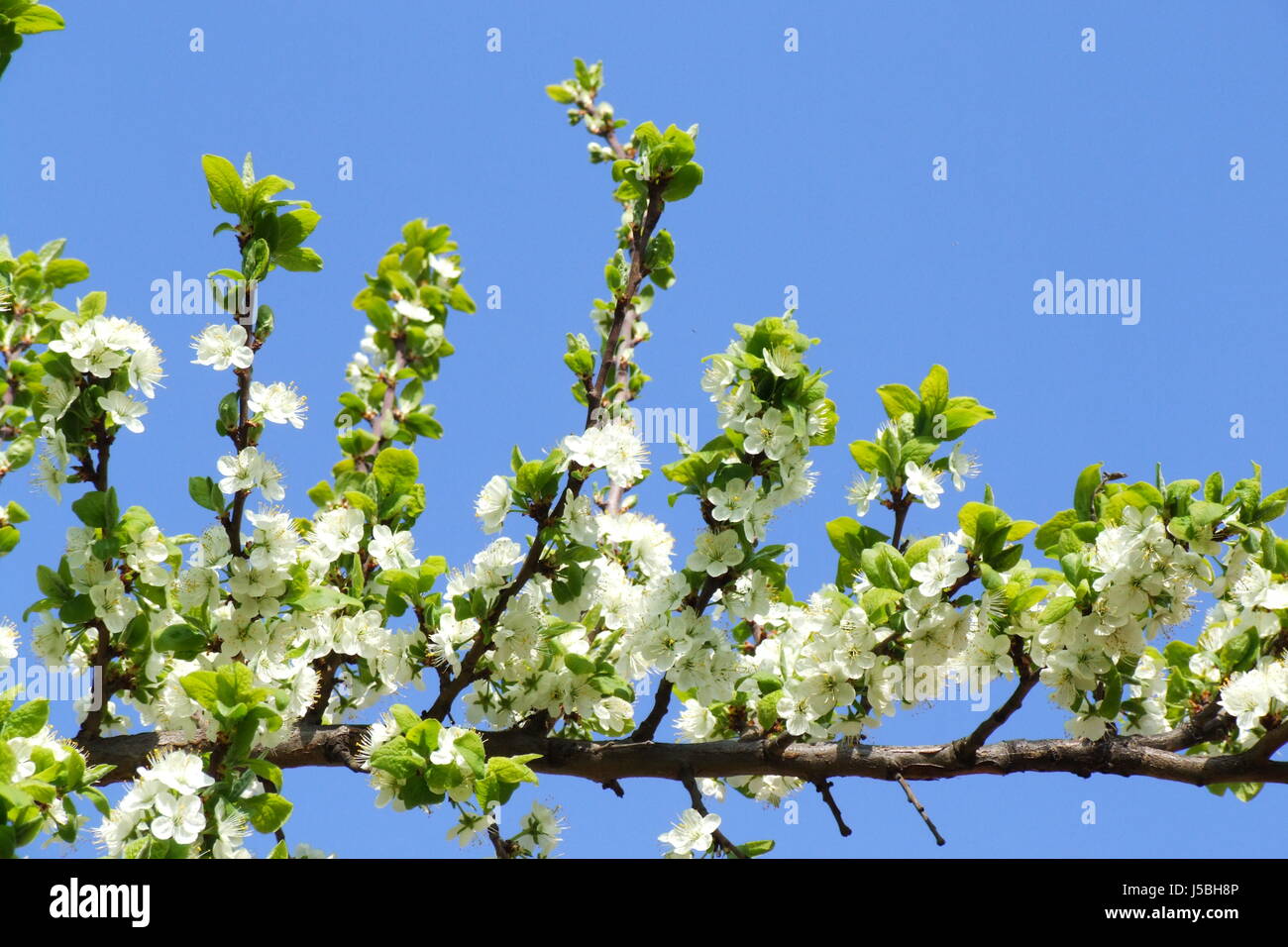 blue tree trees green bloom blossom flourish flourishing blank european ...
