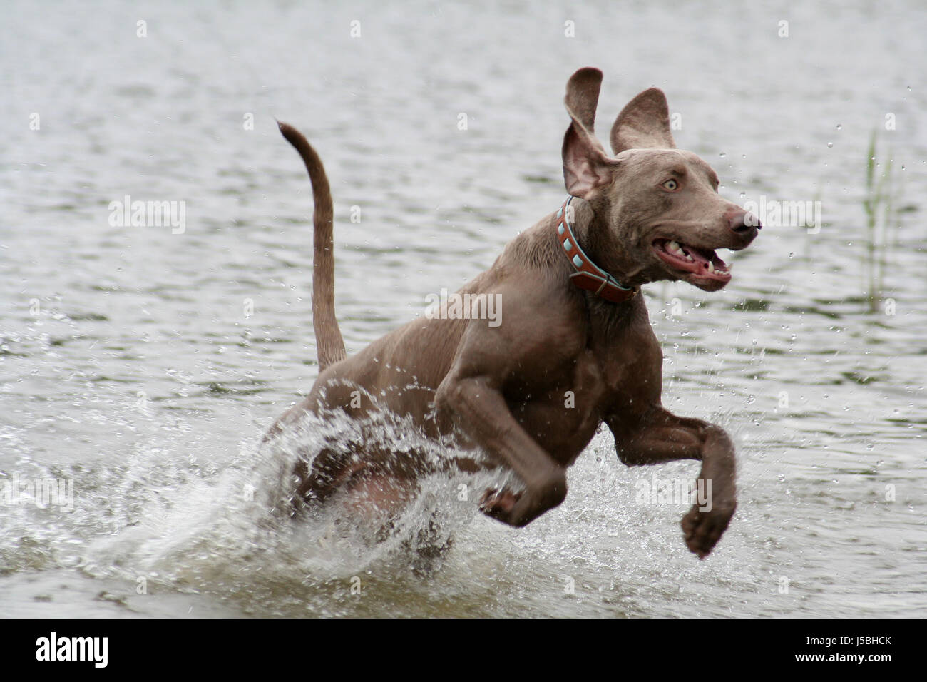 ears dog spring bouncing bounces hop skipping frisks jumping jump ...