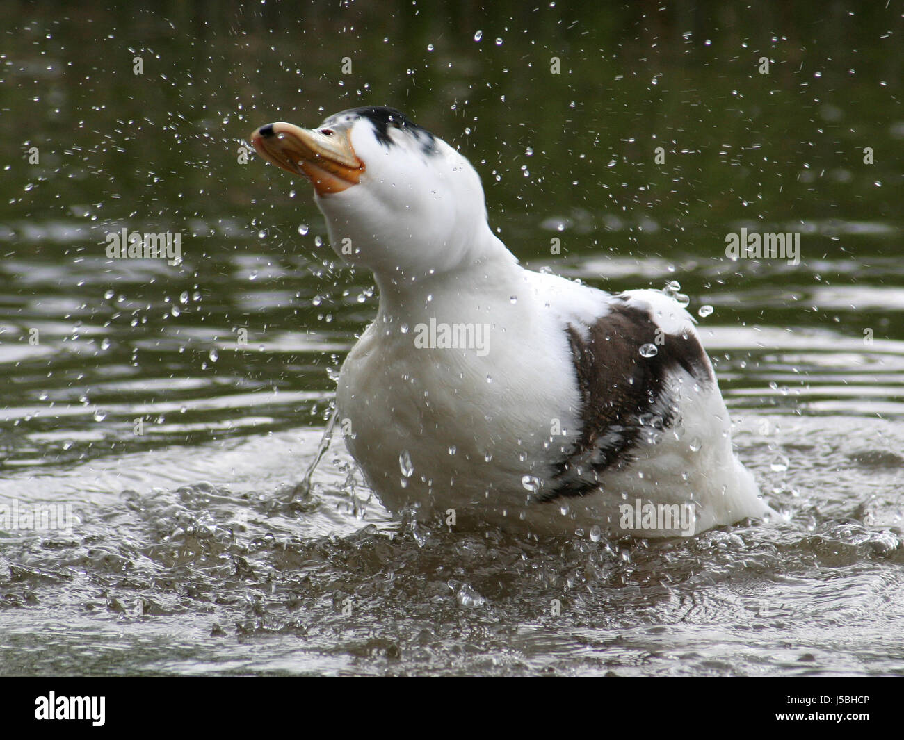 zest for life Stock Photo - Alamy