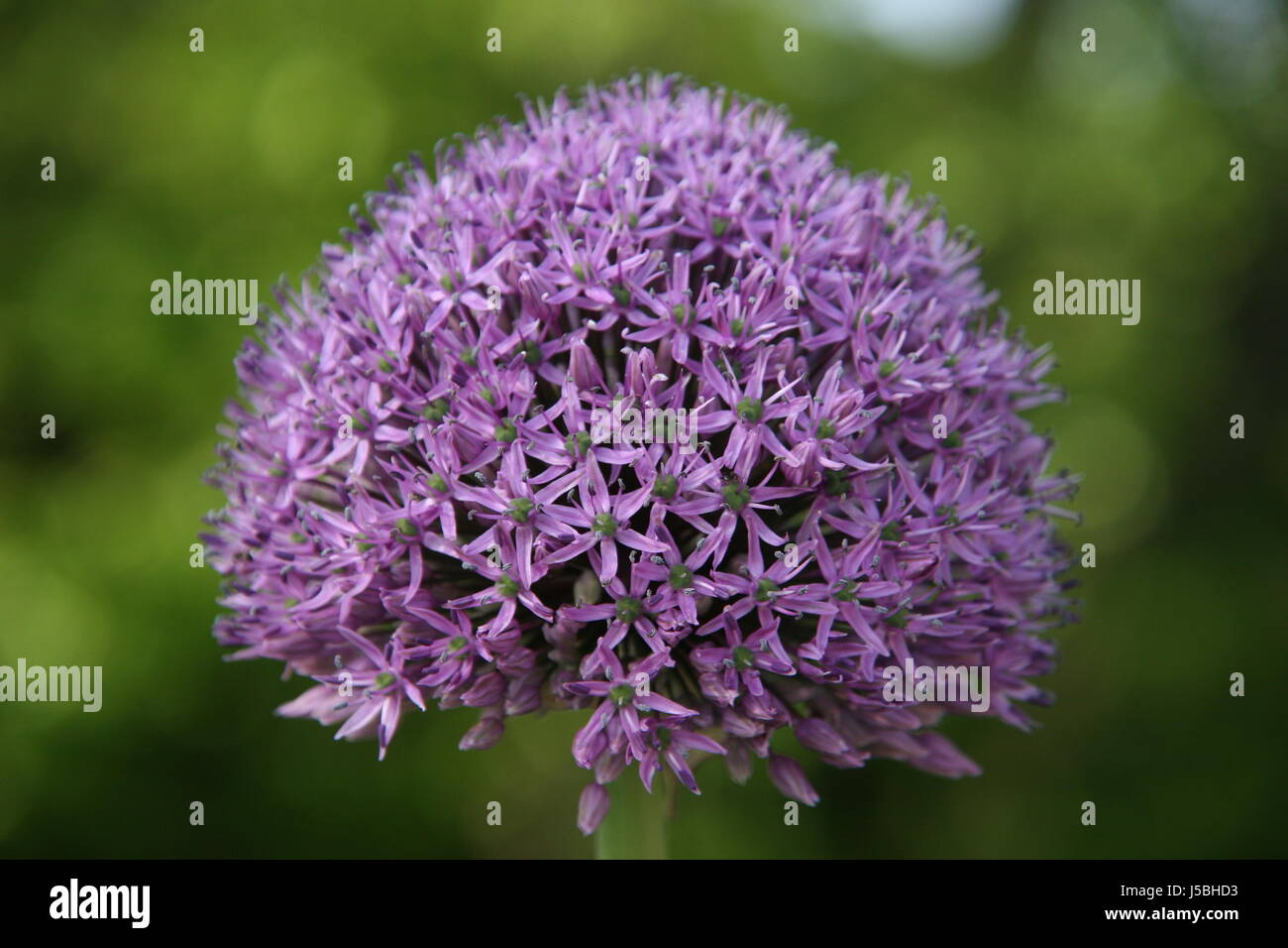 Allium lucy ball hi-res stock photography and images - Alamy
