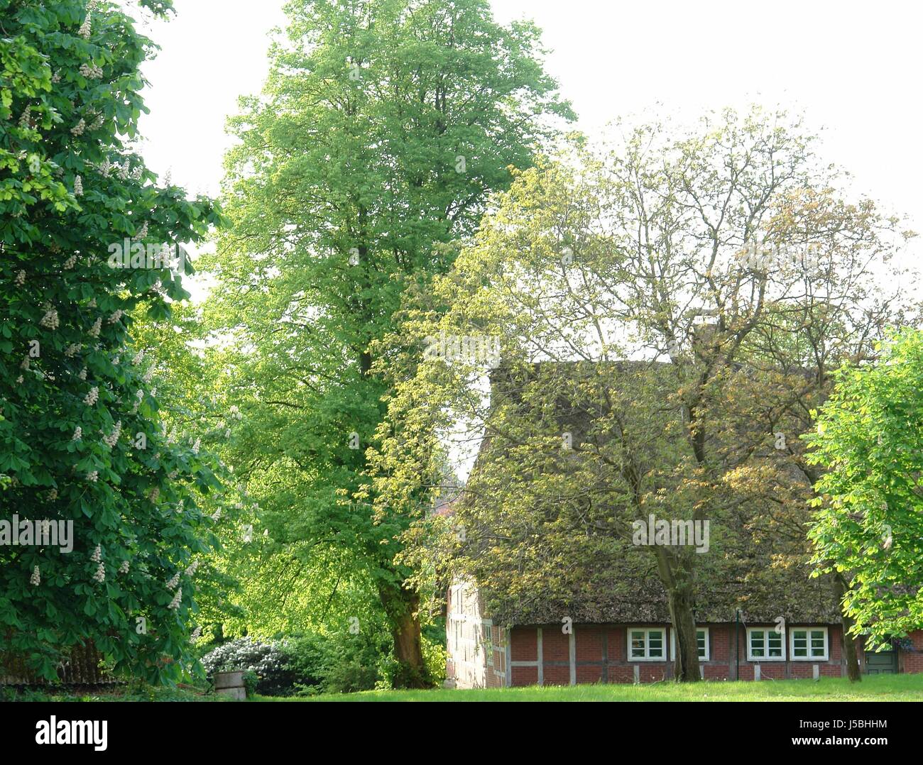 house building home dwelling house residential building tree trees ...