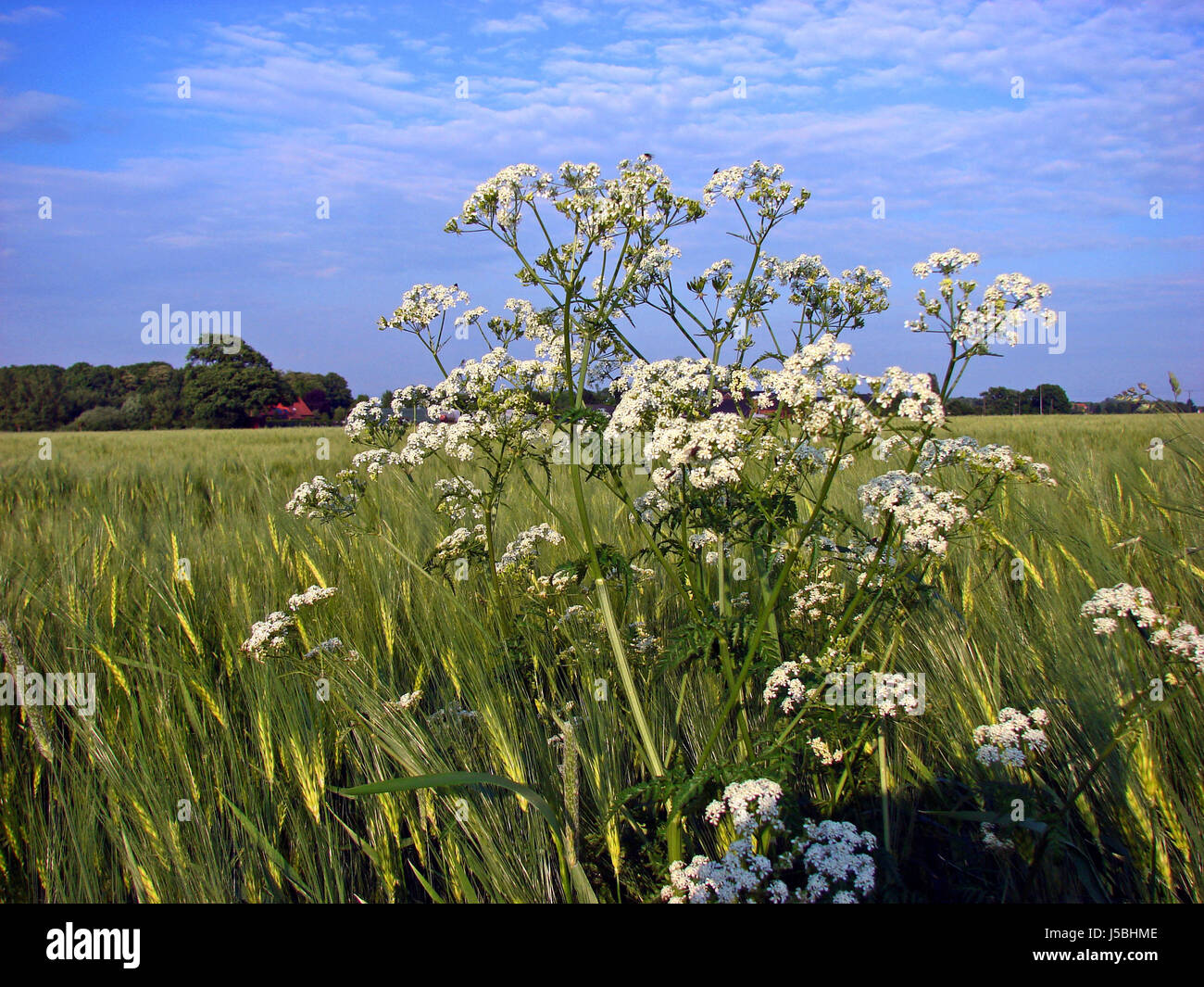 flower flowers plant acre emblements seeds meadow community village ...