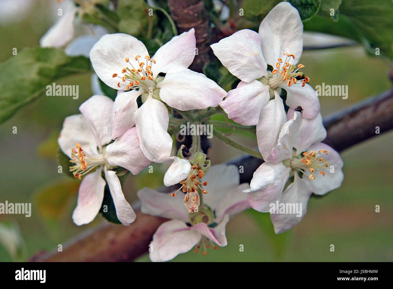 environment enviroment tree garden bloom blossom flourish flourishing ...