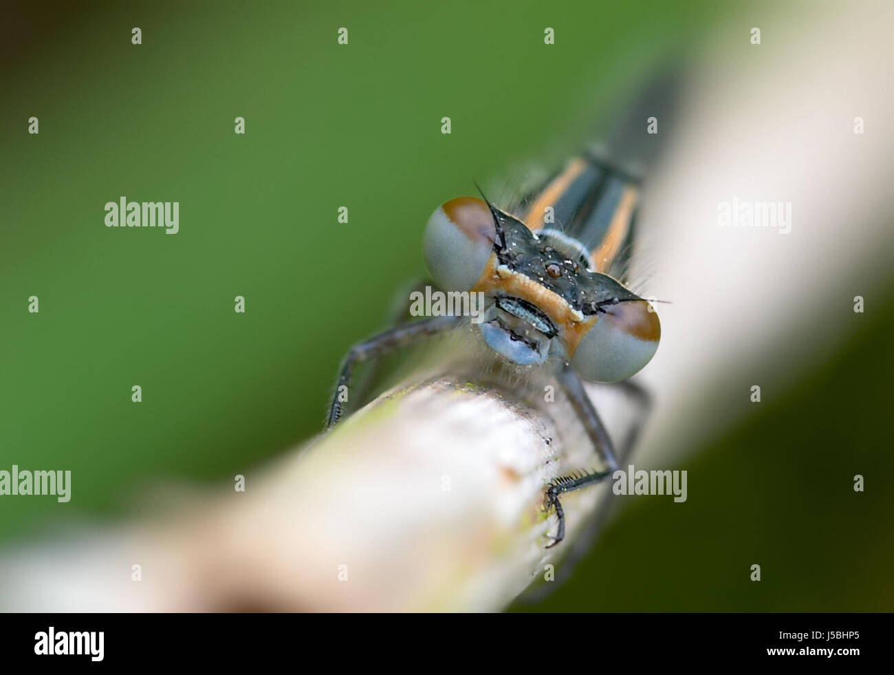 eyes diagonal look glancing see view looking peeking looking at ...