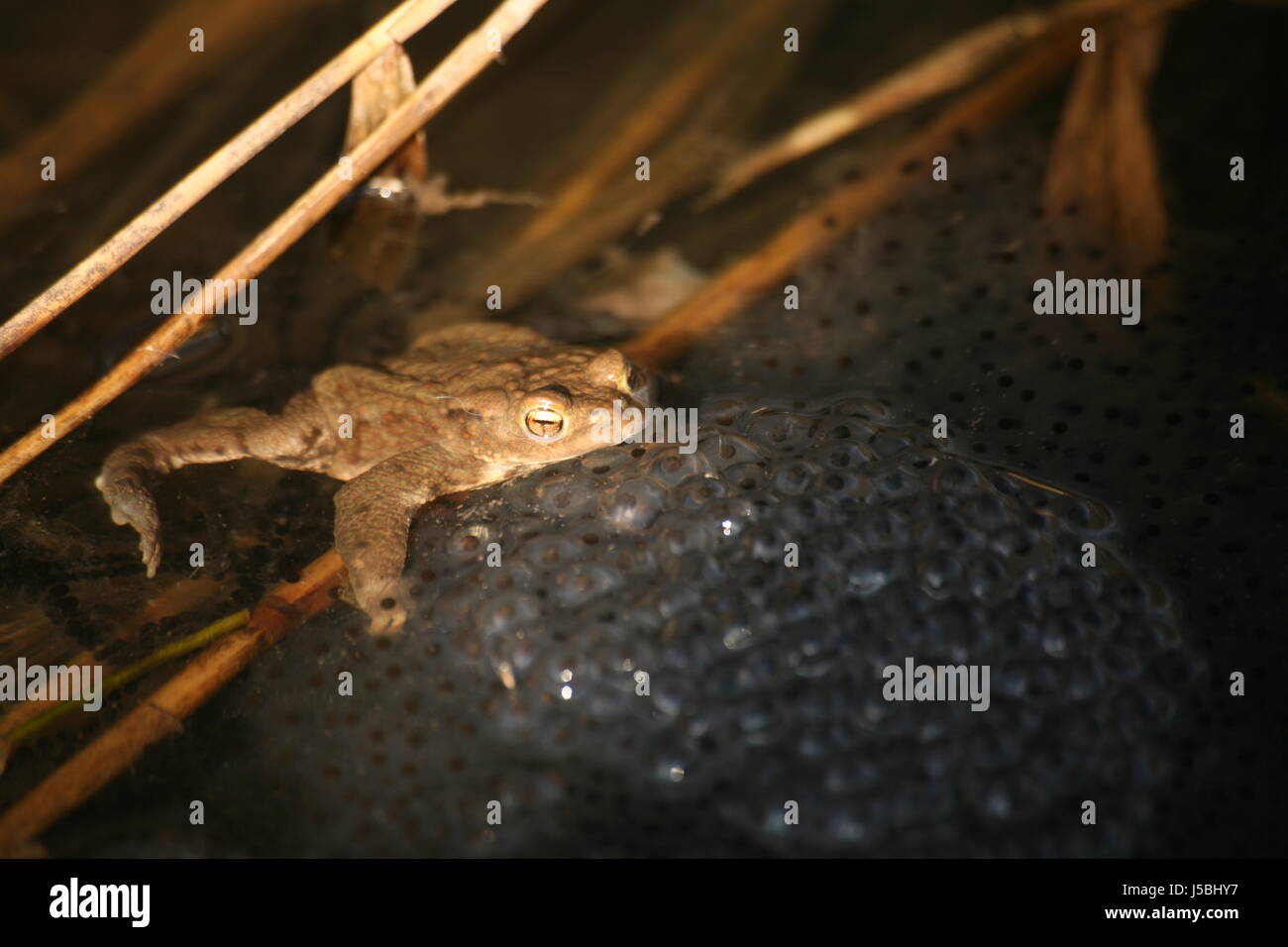 amphibian frog toads fresh water pond water toad frogs spawn ...
