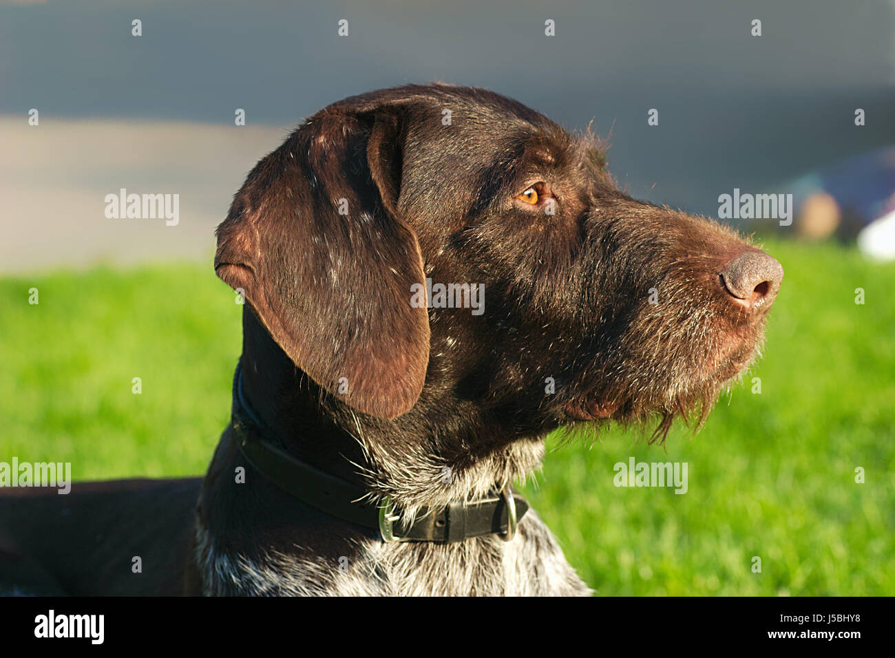 german wirehaired pointer Stock Photo - Alamy