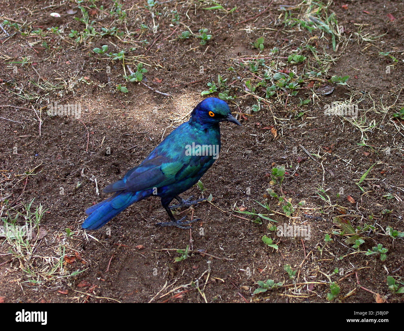 Metallic bird hi-res stock photography and images - Alamy