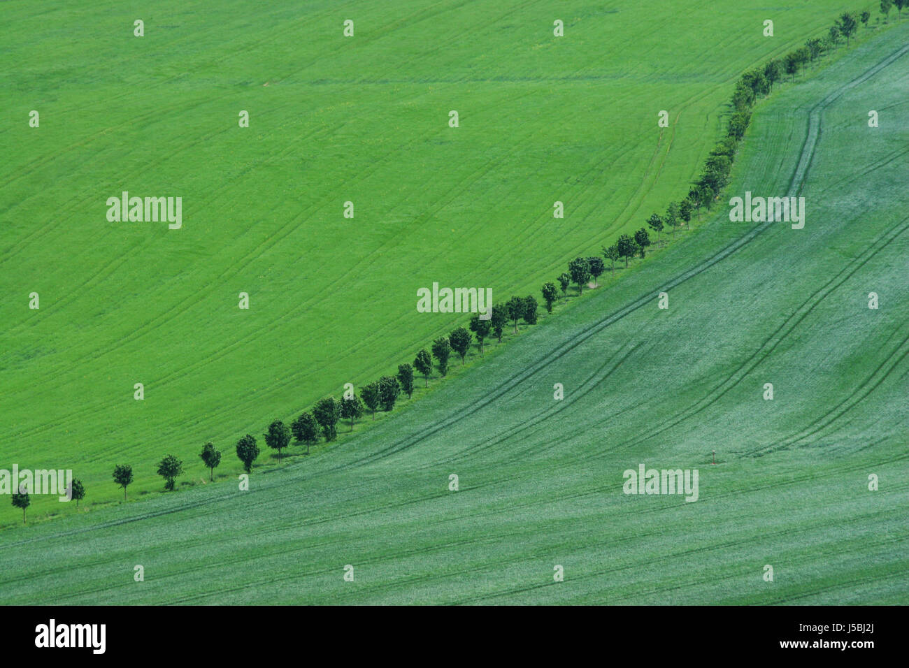 tree trees green agriculture farming spring fields structures a row of ...