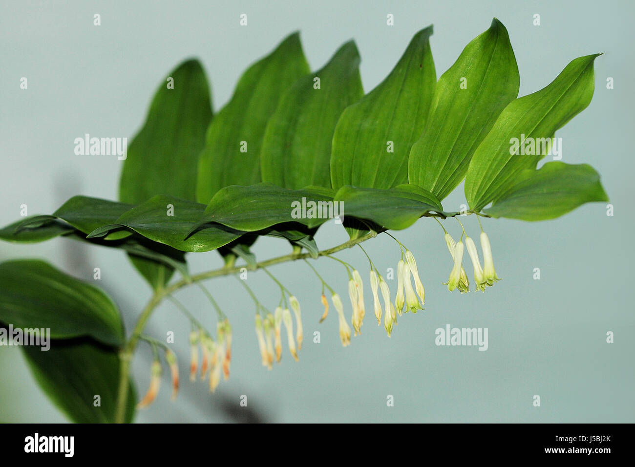 in rank and file Stock Photo - Alamy