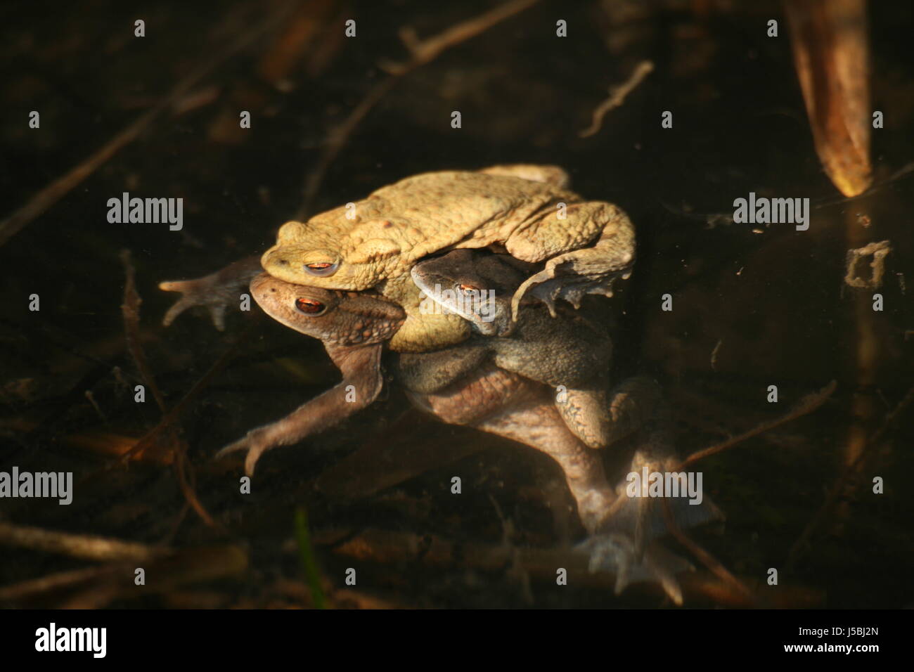 amphibian frog toads fresh water pond water toad frogs spawn ...