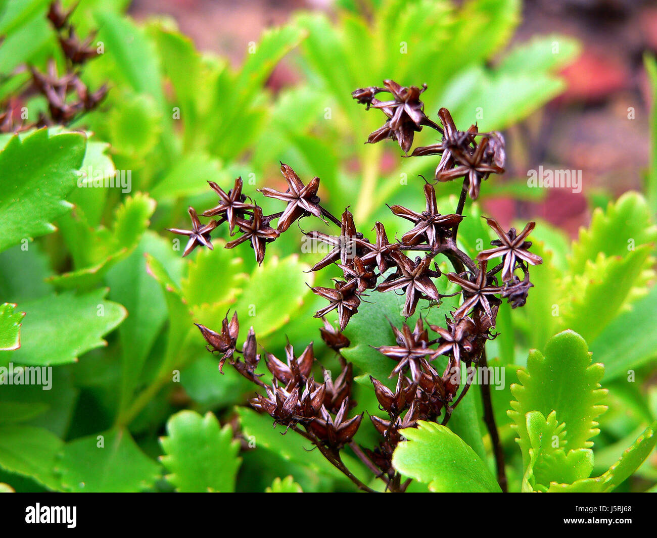 environment enviroment park garden flower plant brown brownish brunette ...