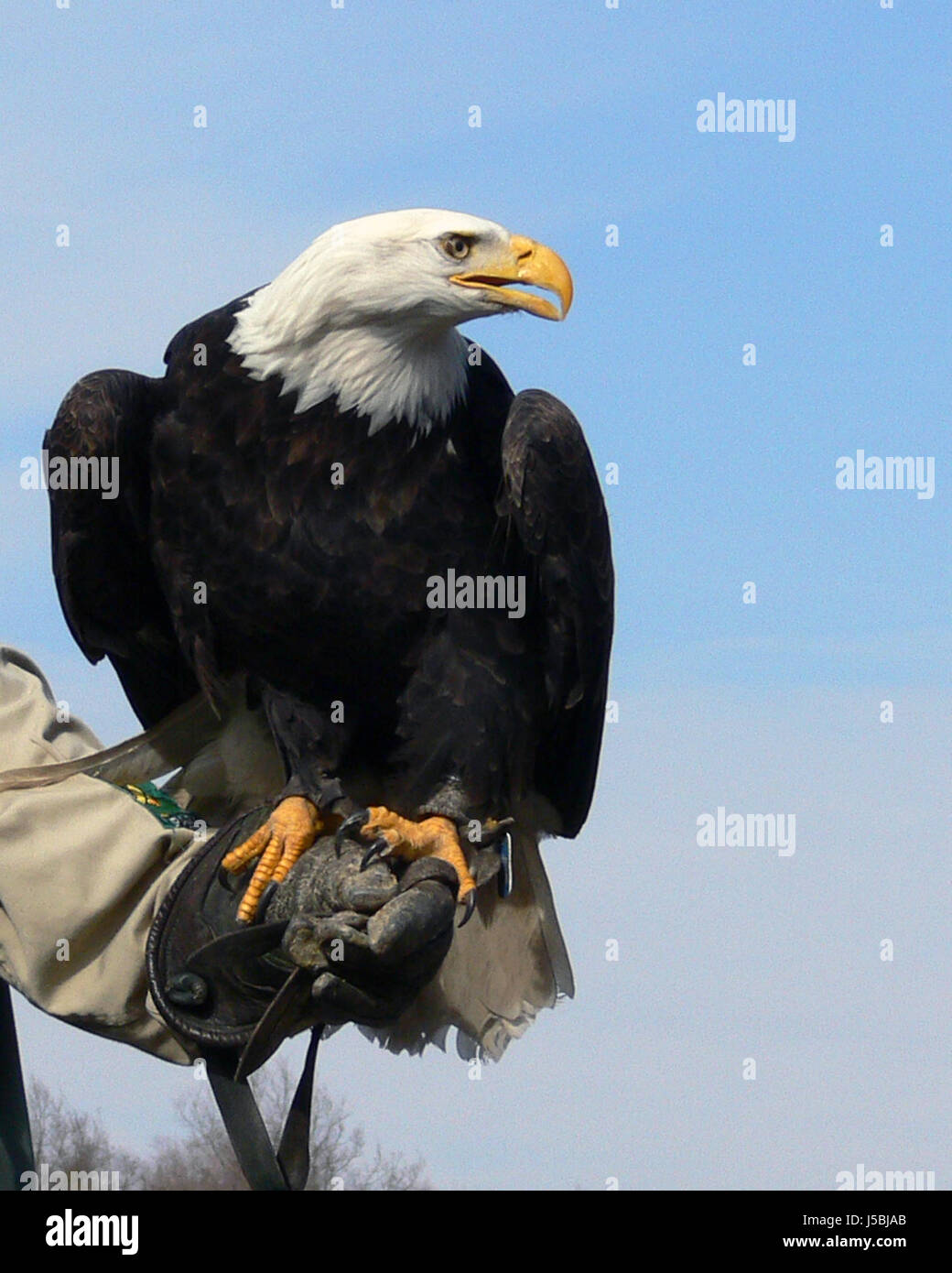 bird birds flight show birds of prey raptor look glancing see view ...