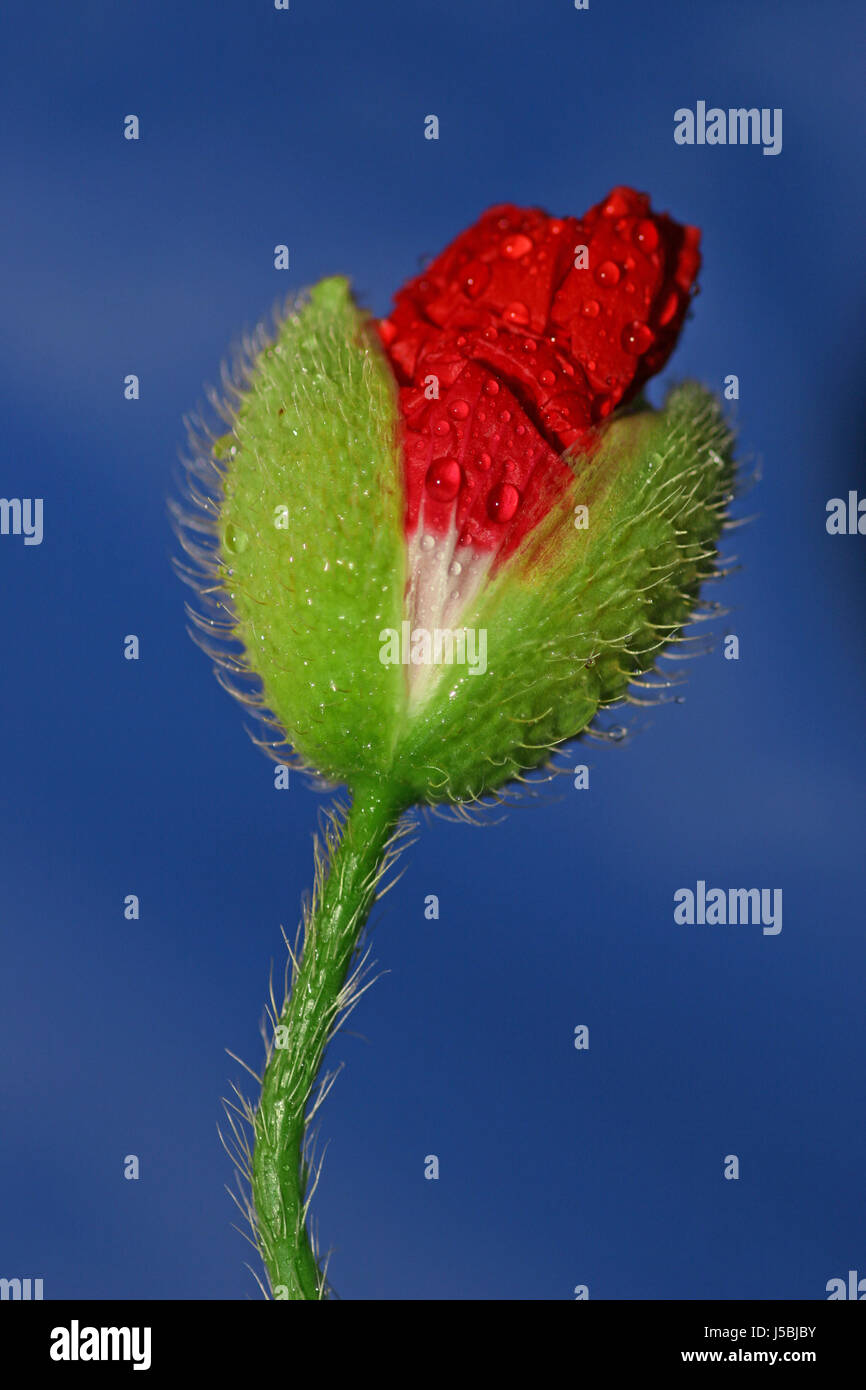 poppy bud corn poppy water drop waterdrop water red plant drop drip ...