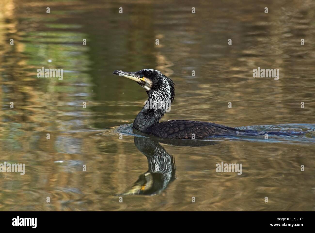 Cormorant swimming inland hi-res stock photography and images - Alamy