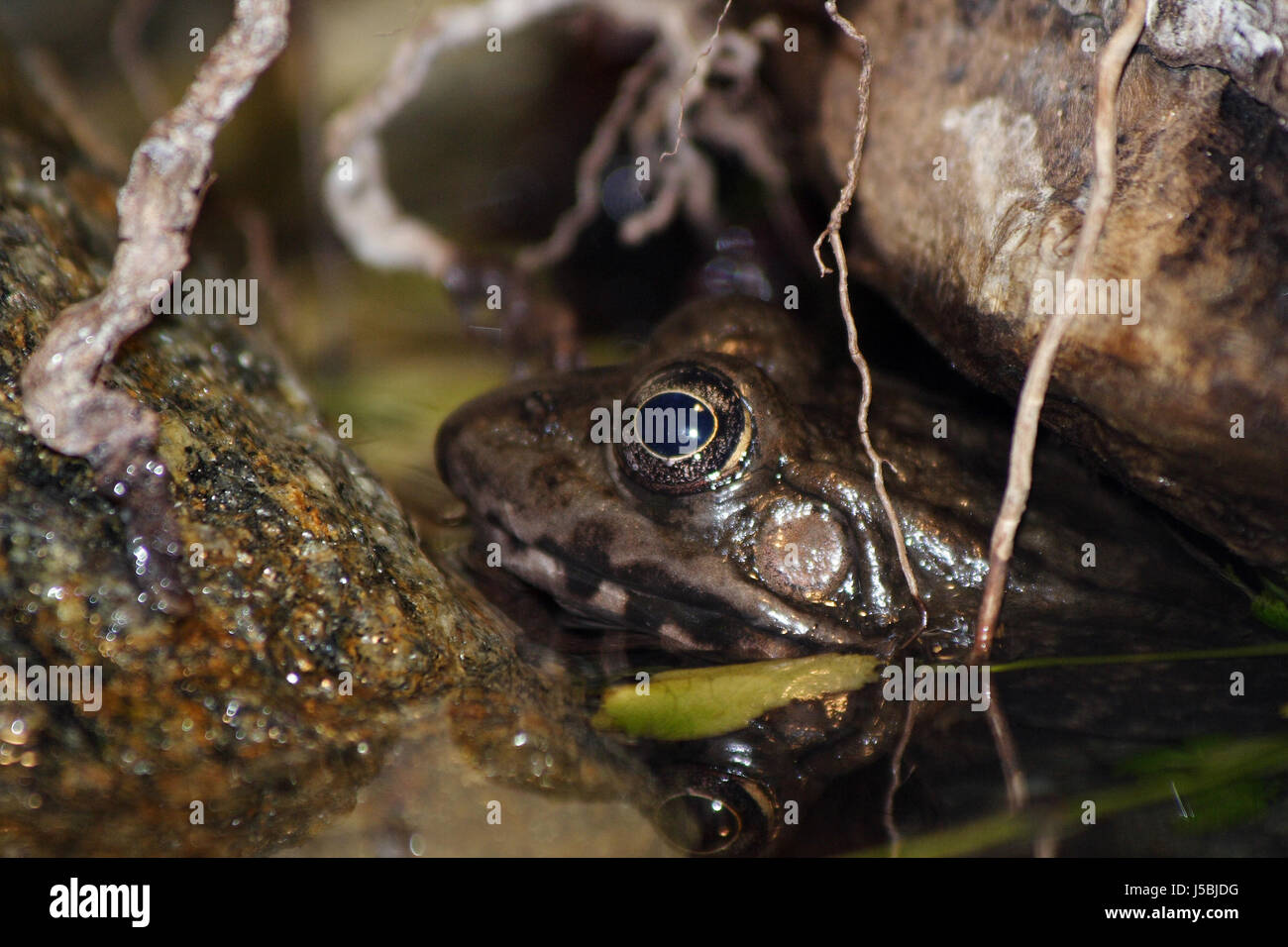 Well hidden hi-res stock photography and images - Alamy