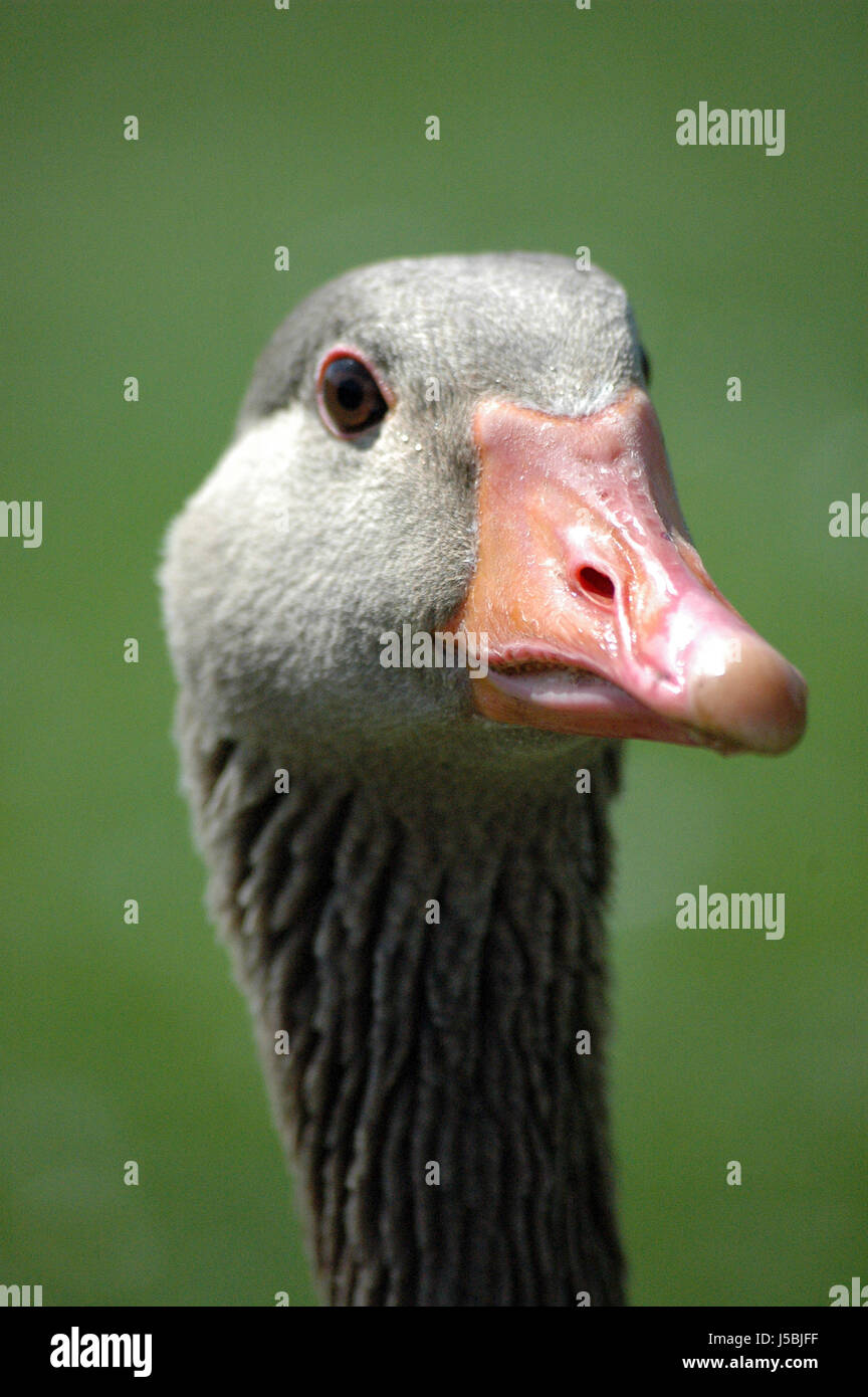 Gnsekopf hi-res stock photography and images - Alamy