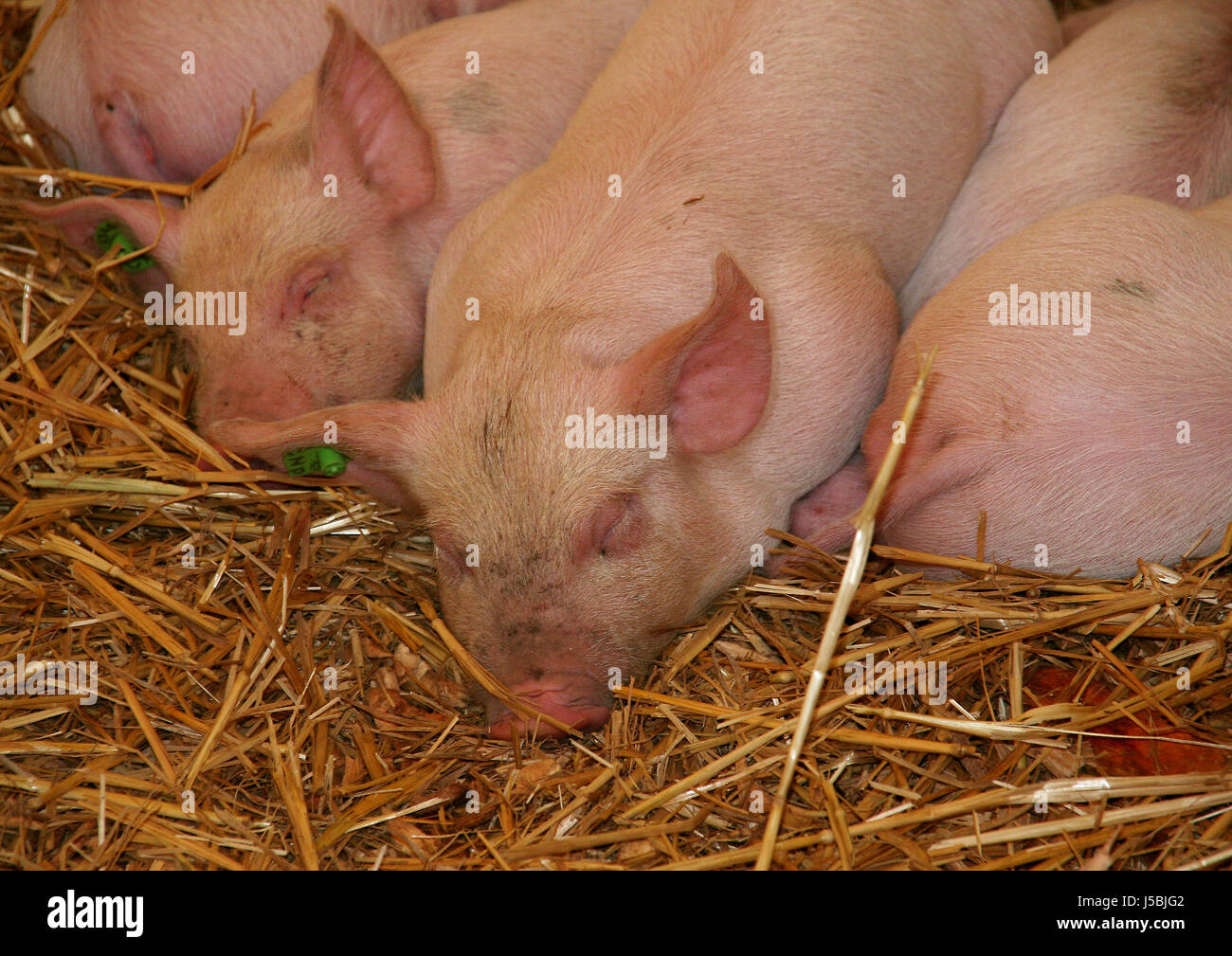 Ferkelchen hi-res stock photography and images - Alamy