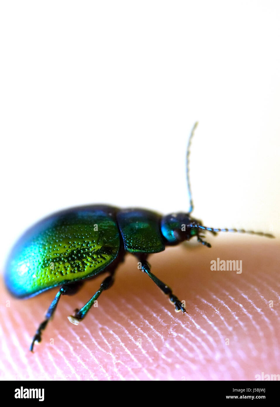 Insect armour hi-res stock photography and images - Alamy