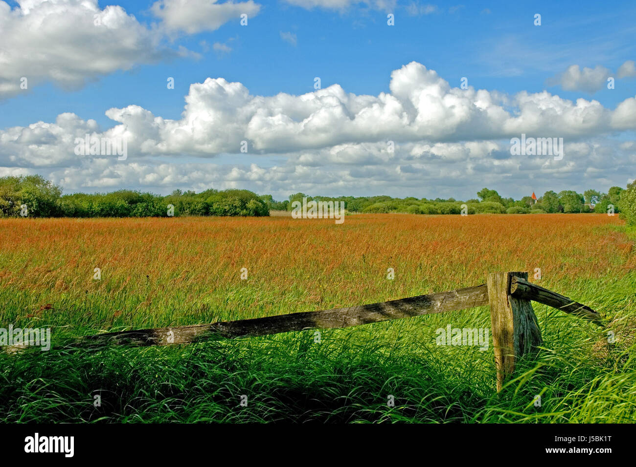 Taun tree hi-res stock photography and images - Alamy