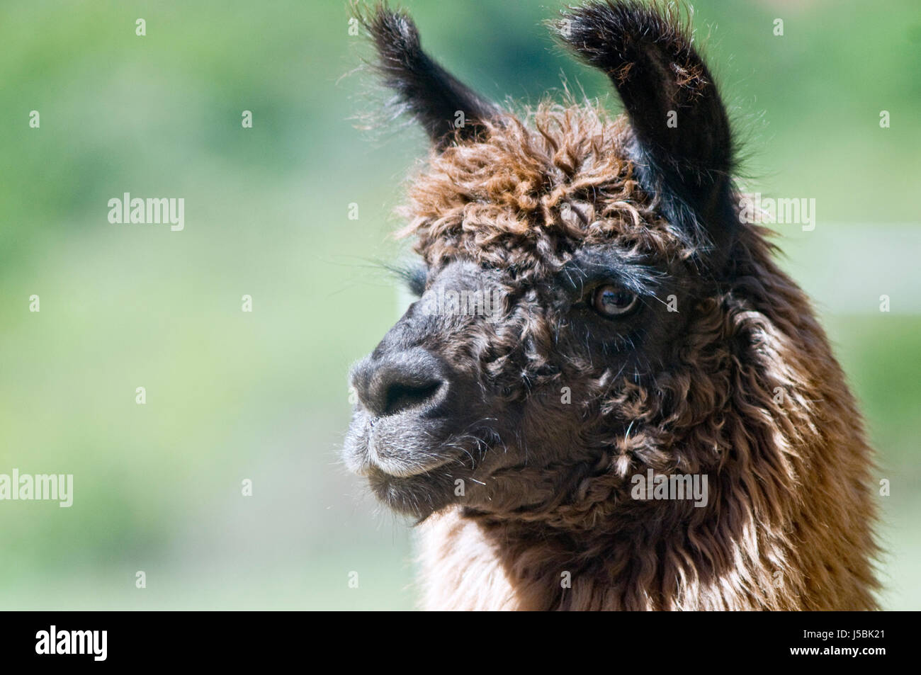 Brown llama portrait Stock Photo - Alamy