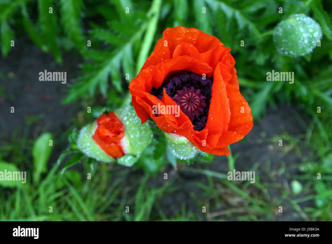 garden bloom blossom flourish flourishing poppy dew gardens water drop ...