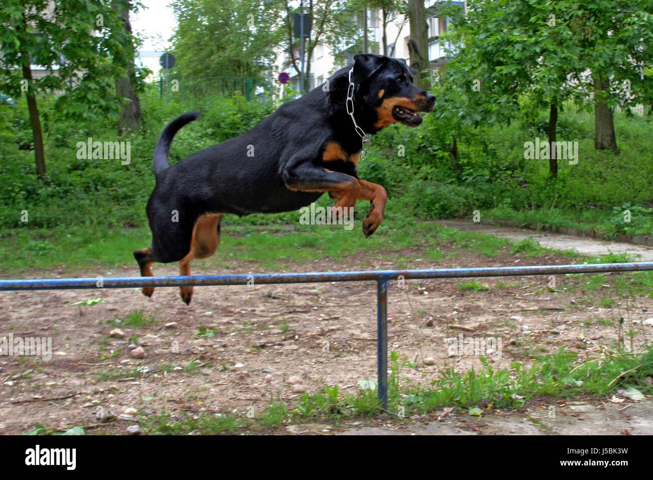 sport sports tree trees park dog spring bouncing bounces hop skipping ...