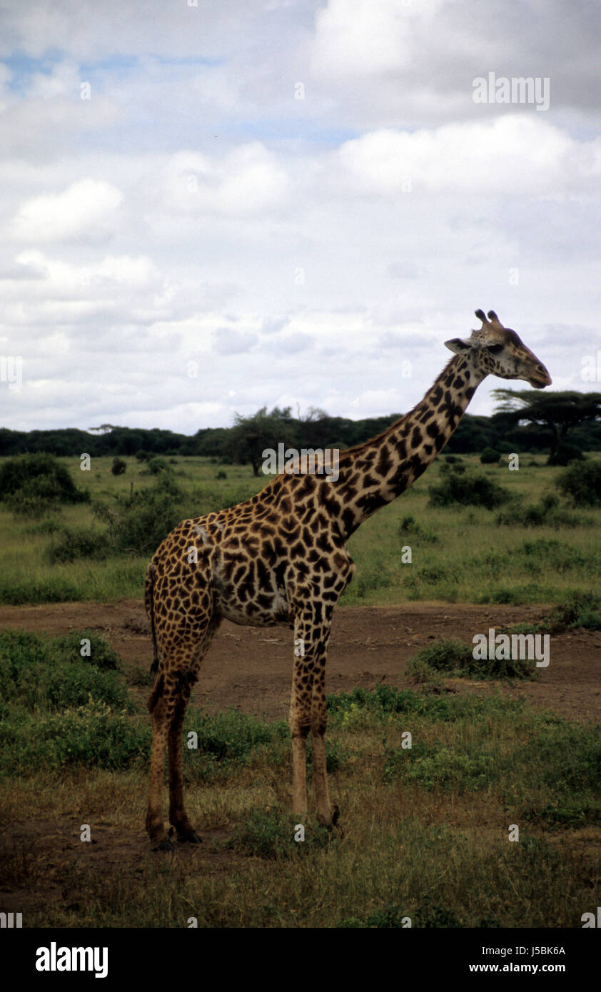 Kimana hi-res stock photography and images - Alamy