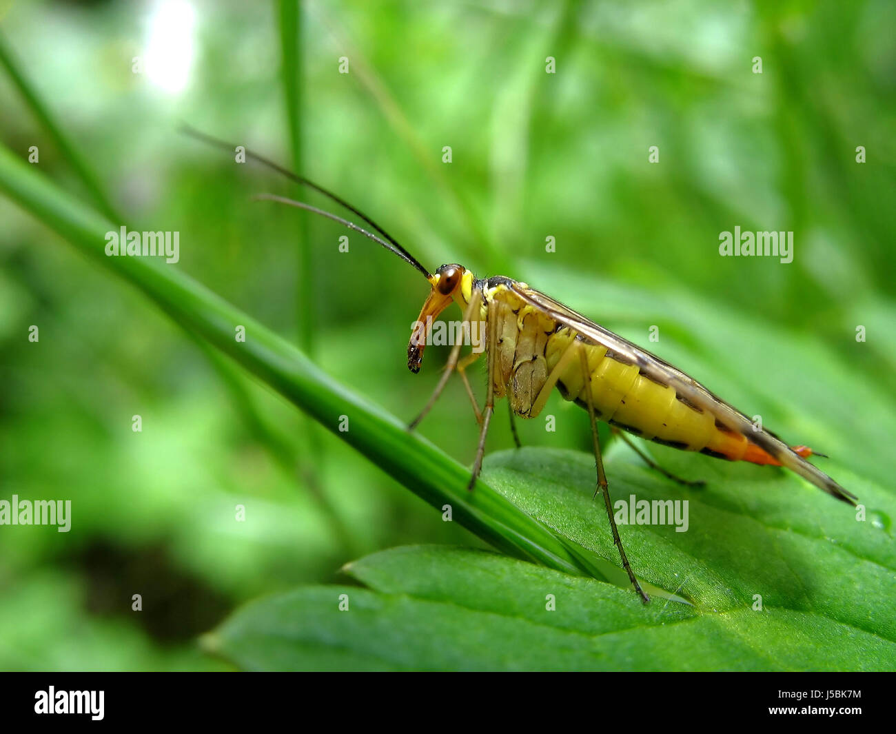 common scorpion fly Stock Photo - Alamy