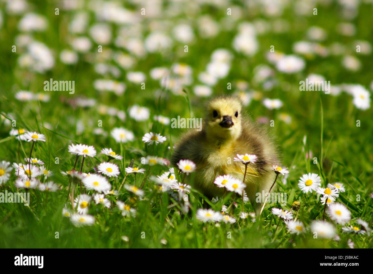 park animal bird curious nosey nosy animals birds look glancing see ...