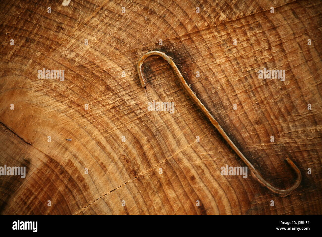 tree wood trunk deciduous tree cross-section beech annual rings ...