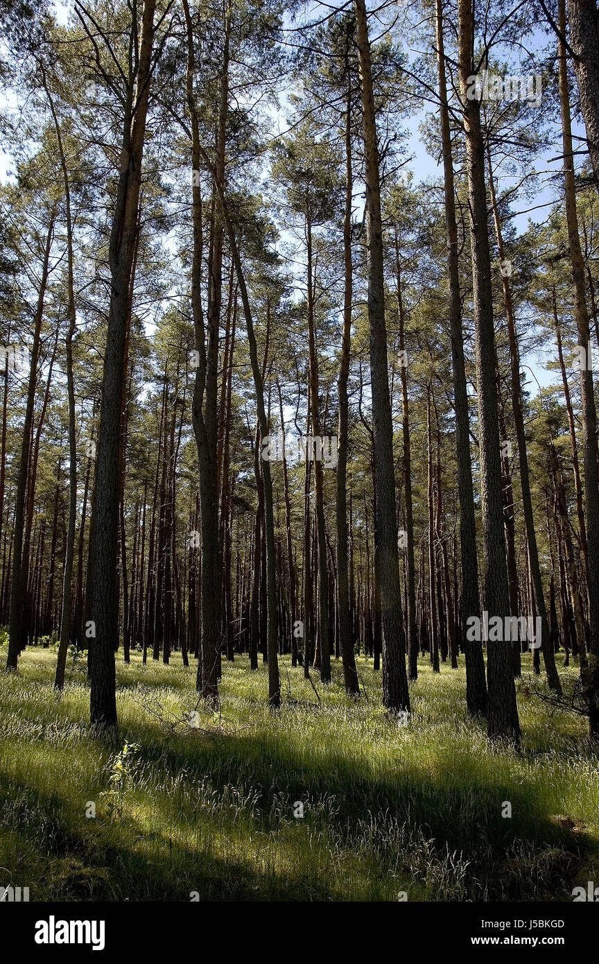 shine shines bright lucent light serene luminous tree trees leaves ...