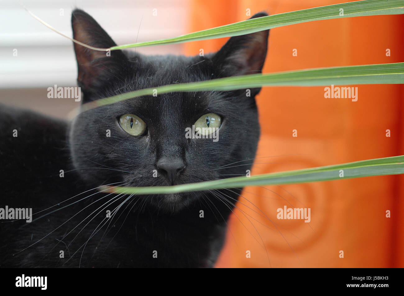 black swarthy jetblack deep black look glancing see view looking ...