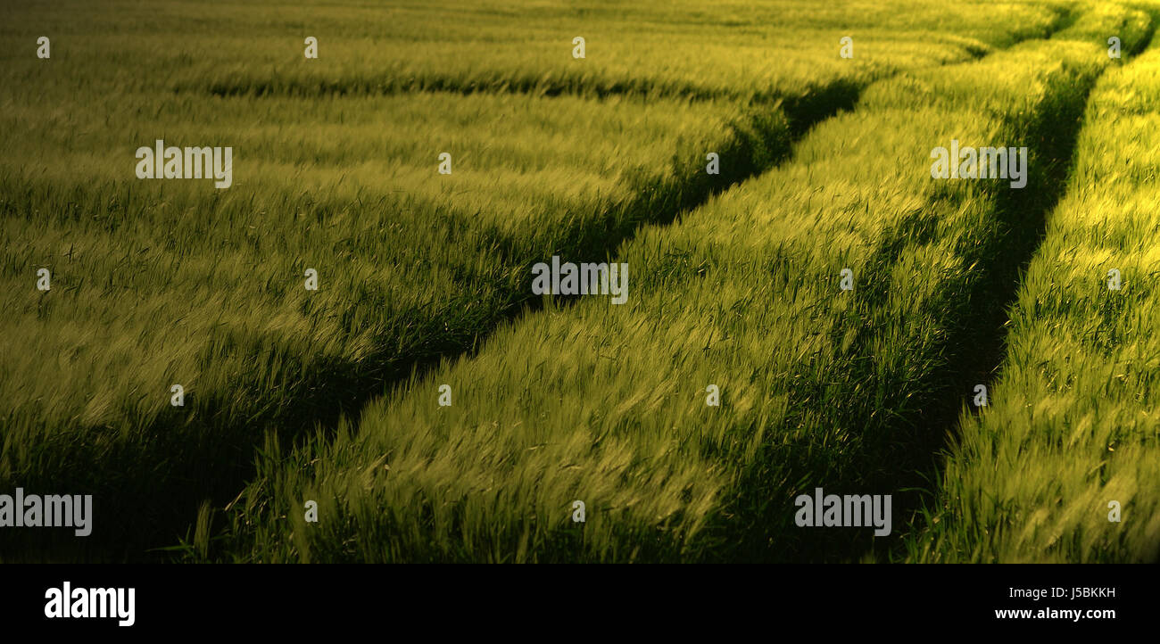 plant green agriculture farming dirt road field wheat cultivation ...