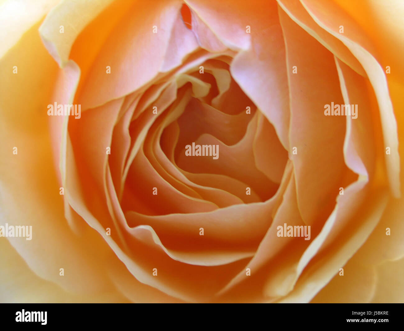 Amber queen rose hi-res stock photography and images - Alamy